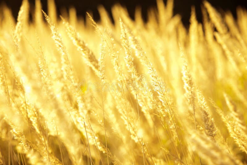 Golden grass stock photo. Image of orange, wind, sunlight - 16542856