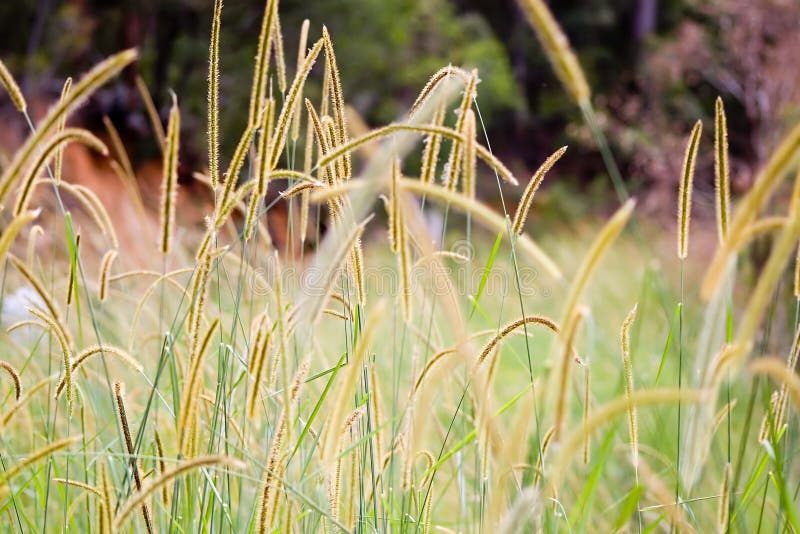 Golden Grass Background stock photo. Image of golden - 42972502