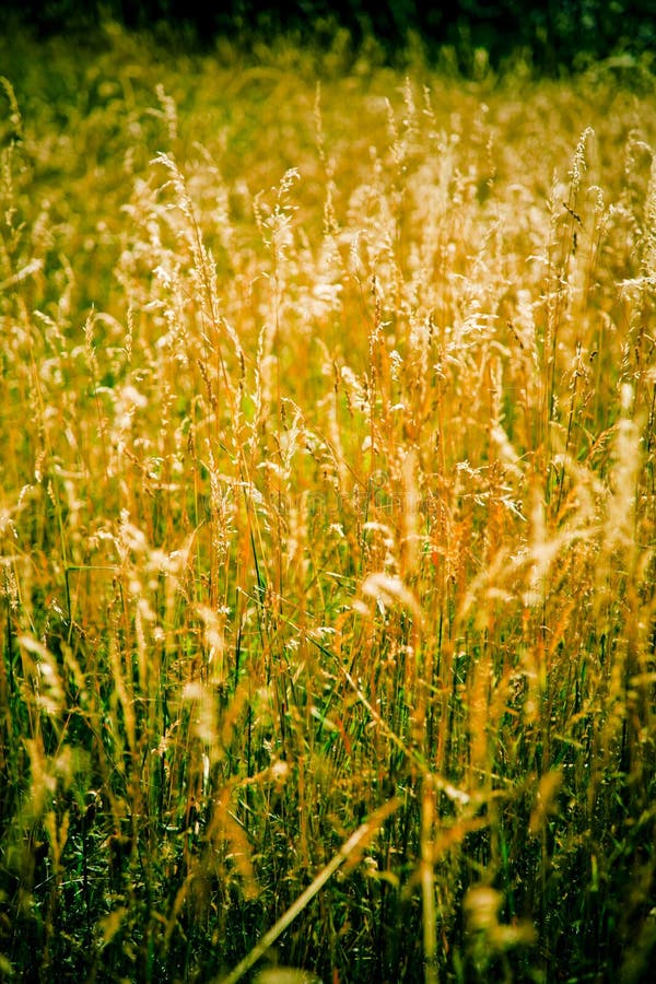 Golden grass stock photo. Image of nature, natural, plant - 2751270