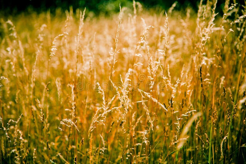 Golden Grass stock photo. Image of closeup, nature, field - 2751278
