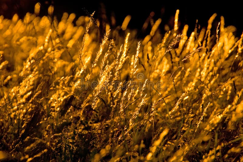 Golden grass stock image. Image of light, grass, golden - 5851465