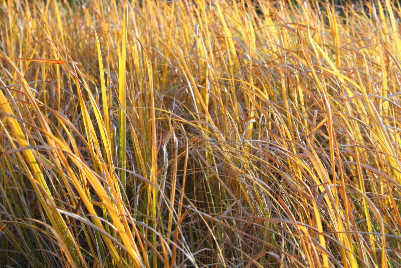 Golden grass stock image. Image of gold, field, orange - 43520147