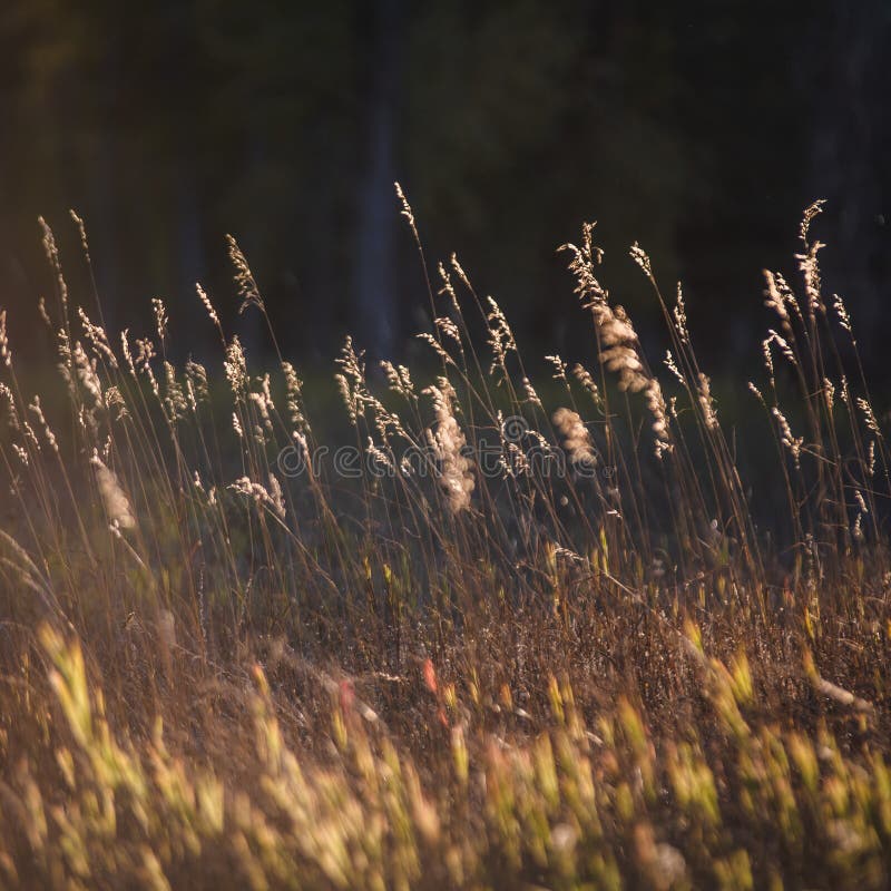 Golden Grass with Dark Background Stock Image - Image of october ...