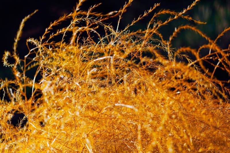 Golden grass stock photo. Image of autumn, background - 73252442