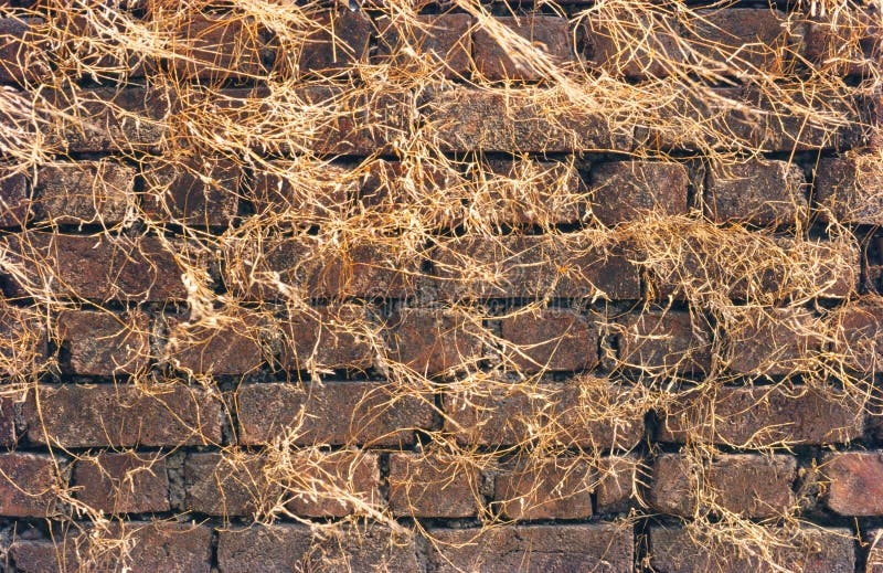 Dry grass dried brick wall stock photo. Image of brick - 348662240
