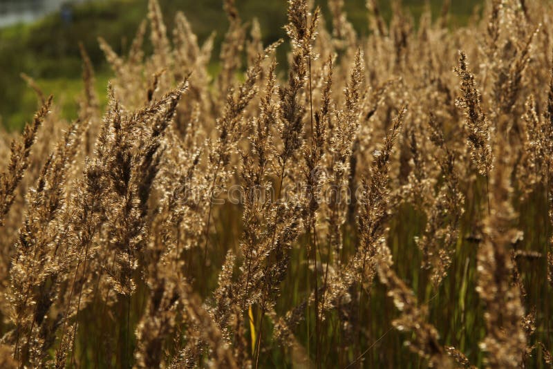 Grass ears stock photo. Image of russia, natural, summer - 99737658
