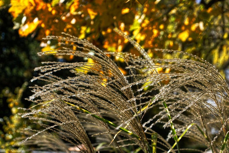 Golden Grass with Fall Foliage in the Backdrop , Niagara Falls, on ...