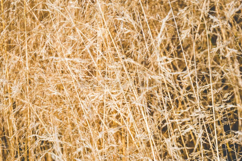 Golden Grass Field Texture stock image. Image of saturated - 12301581