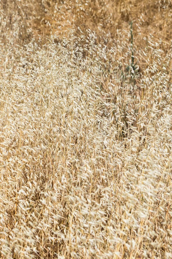 Golden grass stock image. Image of abstract, land, field - 93817375