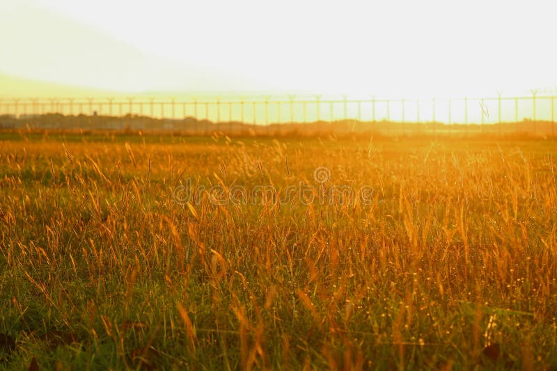 Golden Grass Field in the Evening Sunlight Stock Image - Image of field ...