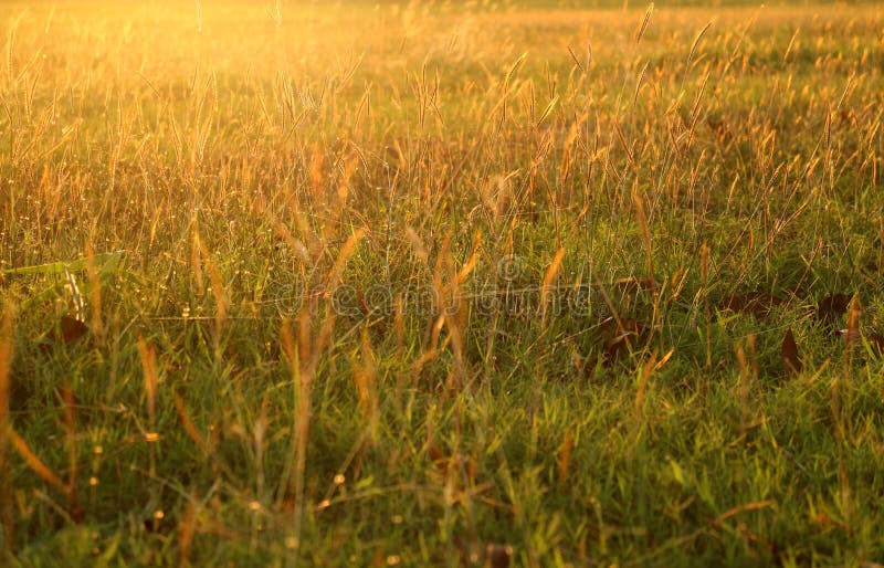 Golden Grass Field in the Sunlight for Background or Banner Stock Photo ...