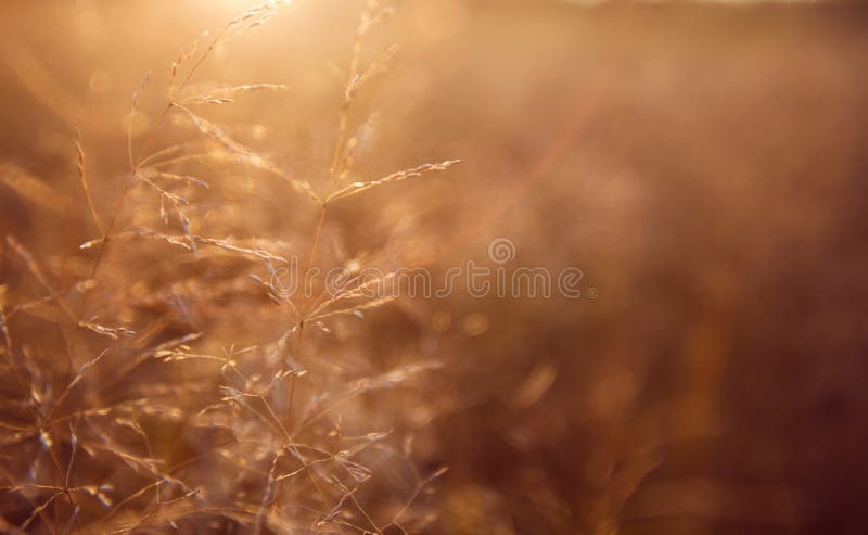 Golden grass stock photo. Image of environment, background - 60684686