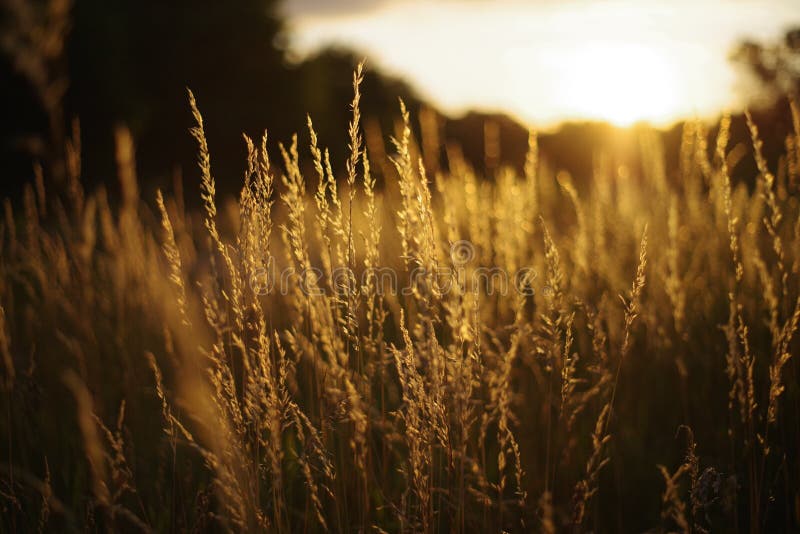Golden Grass Field at the Sunset Stock Image - Image of night ...