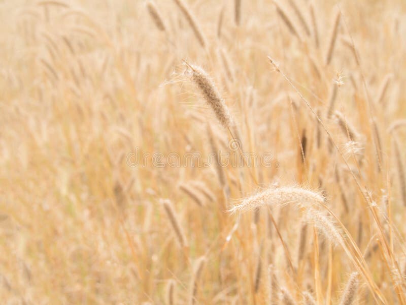 Golden Grass Flower (Feather Grass) with Sunlight Stock Image - Image ...