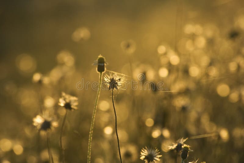 Golden grass flowers stock image. Image of pattern, season - 95804673
