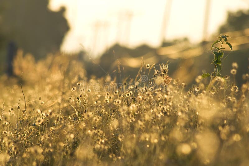 Golden grass flowers stock photo. Image of green, meadow - 95804800