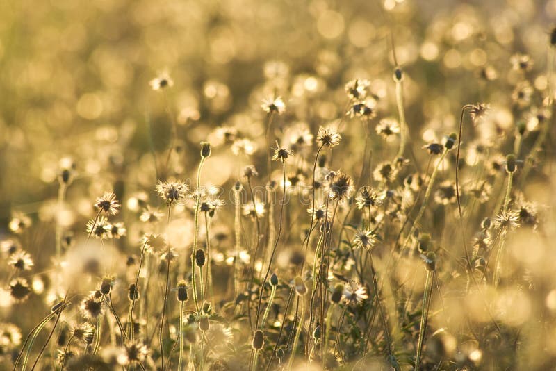 Golden grass flowers stock photo. Image of color, garden - 95804958