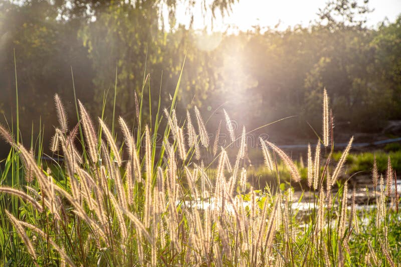 Golden Grass Flowers, Sunset Stock Photo - Image of grass, green: 306025288