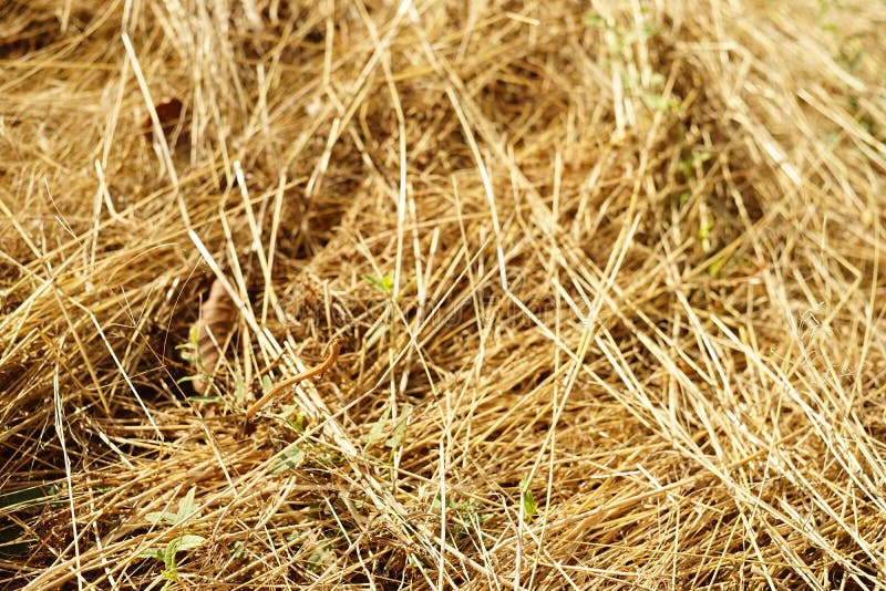 Golden Grass on the Ground, Dry Sunny Hay Stock Photo - Image of grass ...