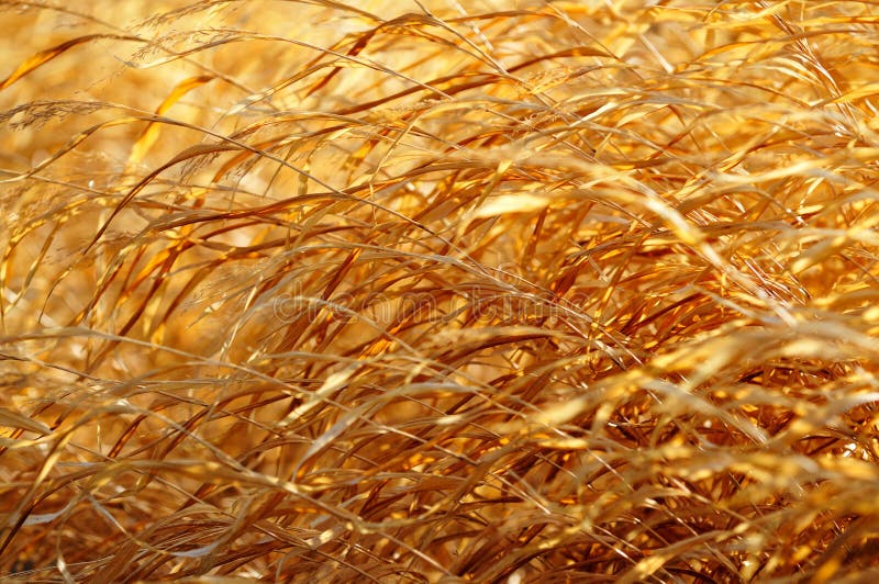 Golden Grass stock image. Image of garden, bokeh, focus - 35952263