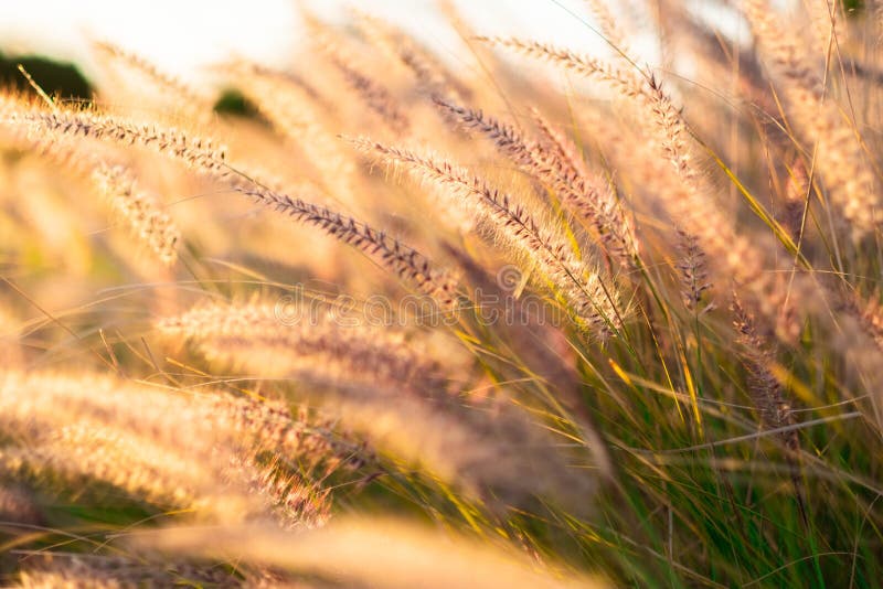 Golden Grass at the Sunset. Stock Photo - Image of grass, autumn: 175978142