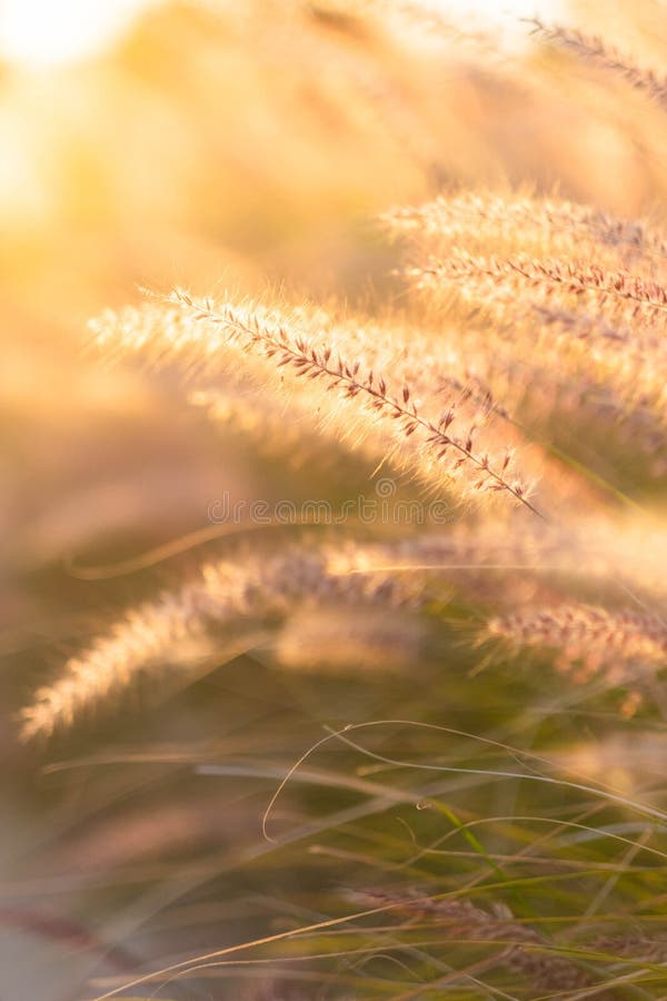 Golden Grass at the Sunset. Stock Photo - Image of flower, nature ...