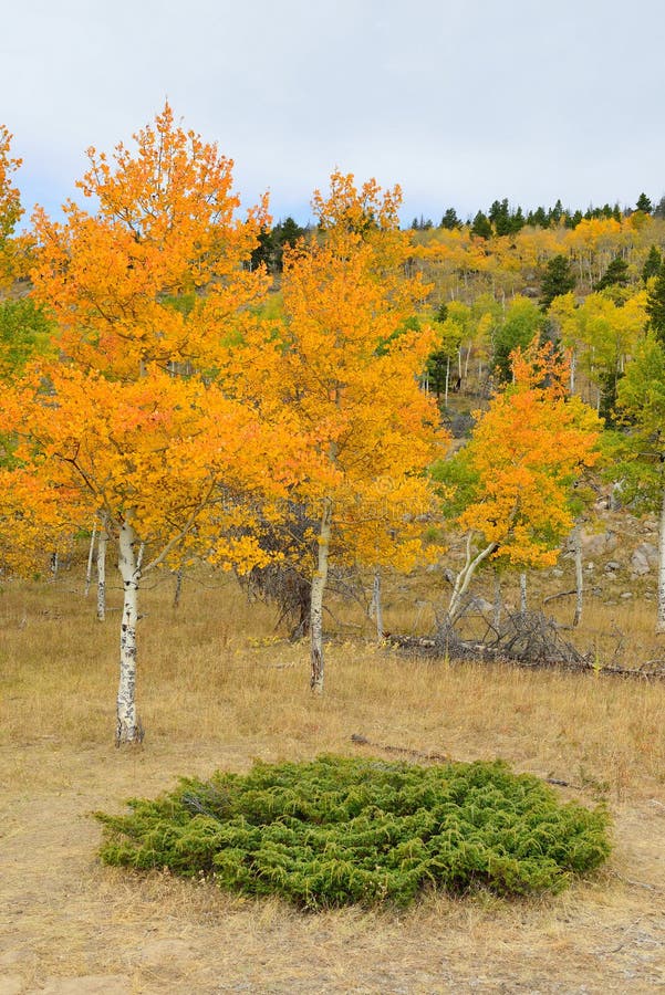 Golden and Green Aspen in the Fall Season Stock Photo - Image of green ...