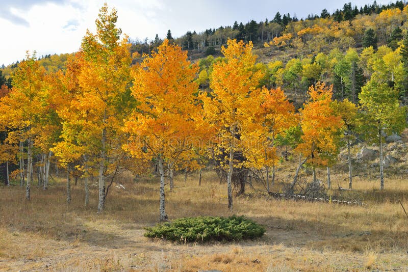 Golden and Green Aspen in the Fall Season Stock Image - Image of ...