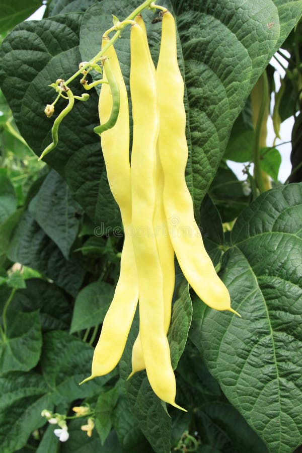 Golden green beans stock image. Image of legumes, golden - 15669525