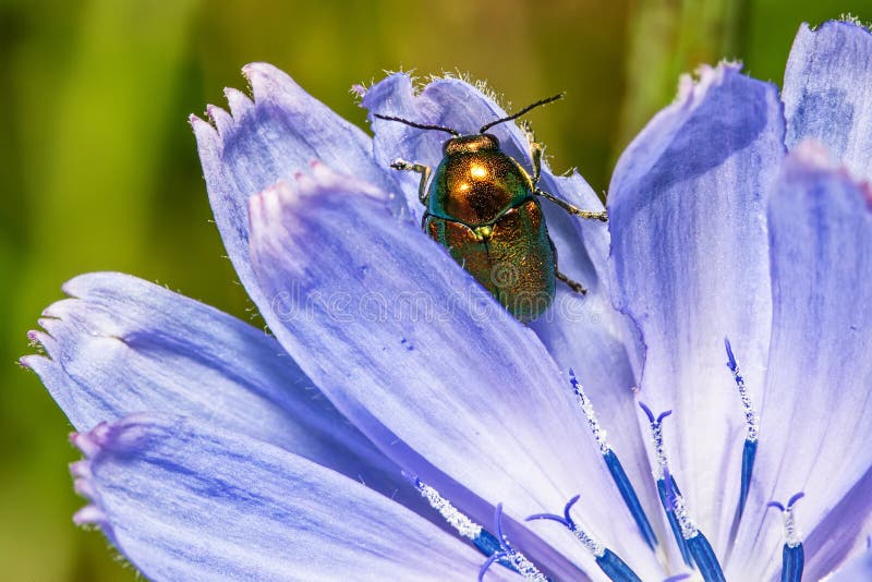 Golden Green Beetle on a Blue Flower Stock Photo - Image of extreme ...