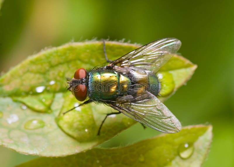 Golden-green Bottle Fly on a Leaf, Top View Stock Photo - Image of ...