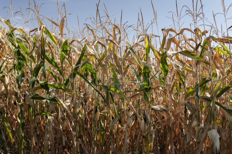 Golden and Green Corn Field Stock Photo - Image of gold, agriculture ...