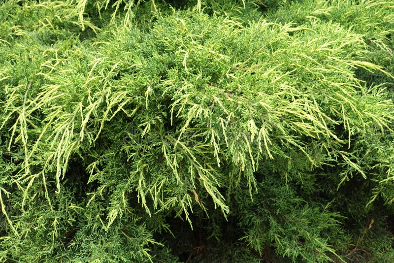 Golden Green Foliage of Juniper in June Stock Image - Image of chinese ...