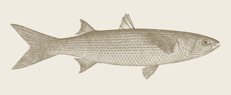 Chelon Stock Illustrations – 3 Chelon Stock Illustrations, Vectors ...