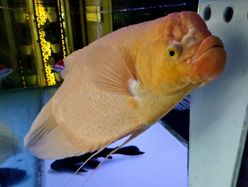 Golden Gurami in the Water Tank Stock Photo - Image of fish, water ...