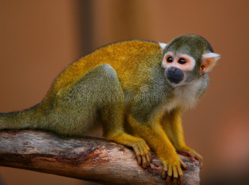 Golden Hair Monkey stock image. Image of gold, child, cute - 3308853