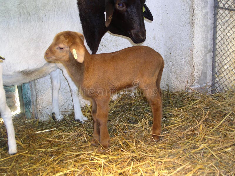 Golden Sheep stock photo. Image of grass, pasture, landscape - 14428972