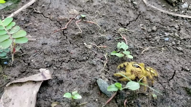 Golden Hairy Spider Crawling On The Ground Stock Video Video Of