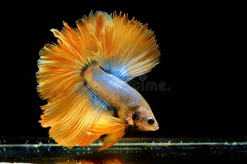 Golden Half-moon Fighting Fish Stock Image - Image of animal, nature ...
