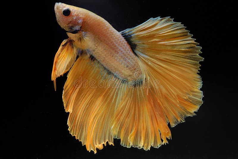 Golden Half-moon Fighting Fish Stock Image - Image of fire, animal ...