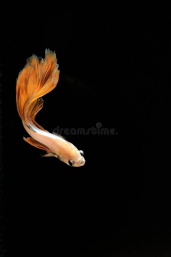 Golden Half-moon Fighting Fish Stock Image - Image of macro, biology ...