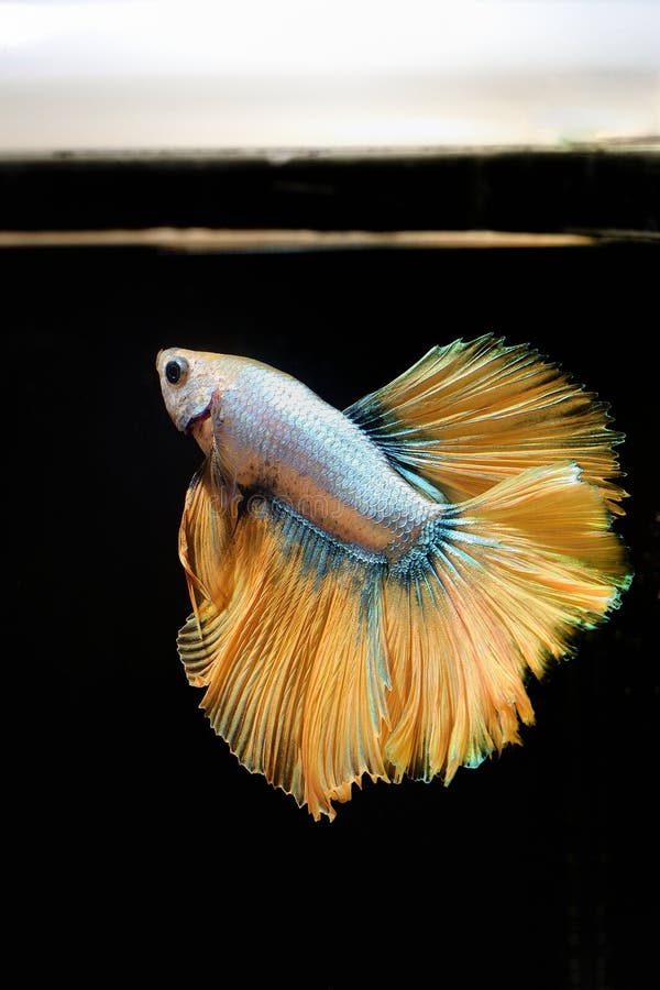 Golden Half-moon Fighting Fish Stock Image - Image of dress, colorful ...