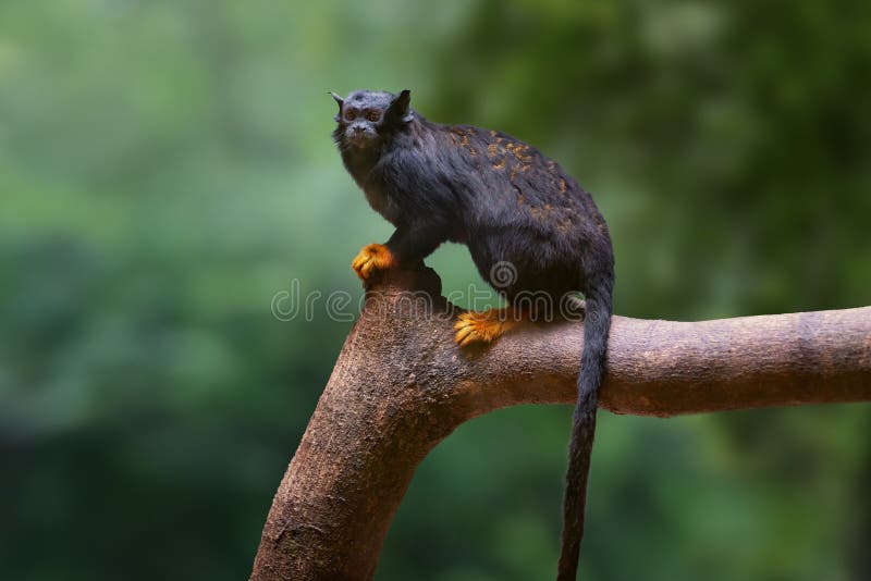 Golden-handed Tamarin Monkey Stock Image - Image of midas, nature ...