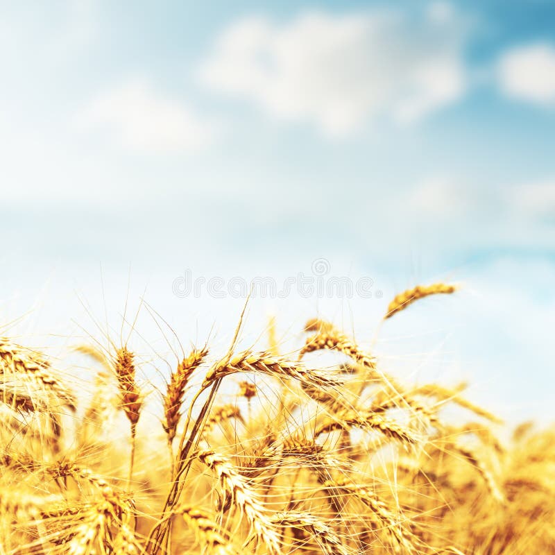 Harvest Sunset stock image. Image of landscape, yellow - 5286433