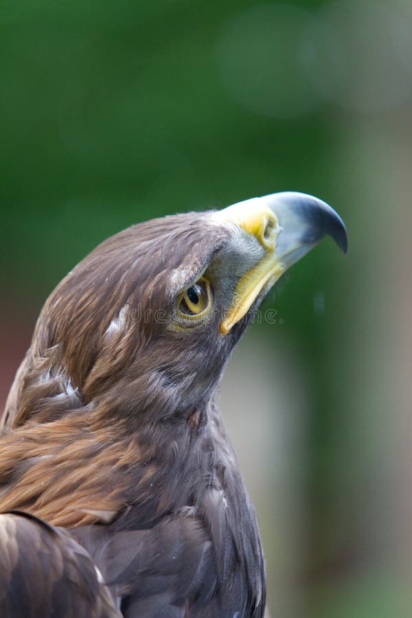 Golden Hawk stock image. Image of predator, eagle, british - 20249265