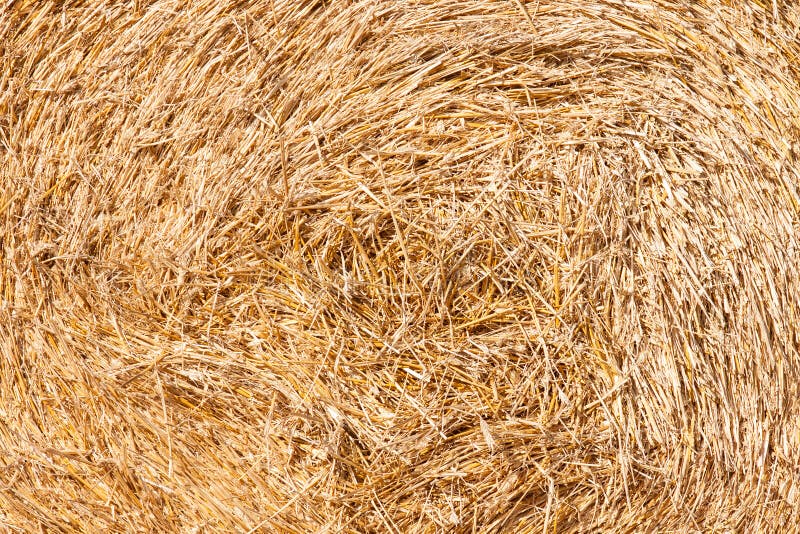 Golden hay bale collected stock image. Image of compact - 34184145