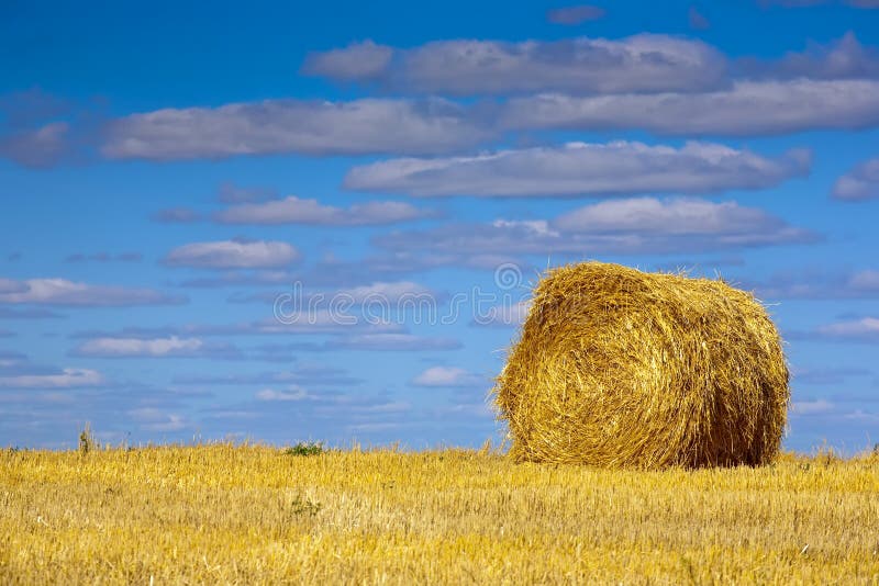 Golden hay bales stock photo. Image of cloudscape, grass - 15806104
