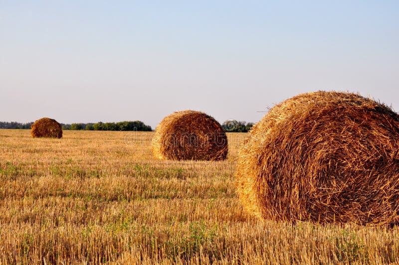 Golden Hay Bales stock photo. Image of nature, countryside - 22876066