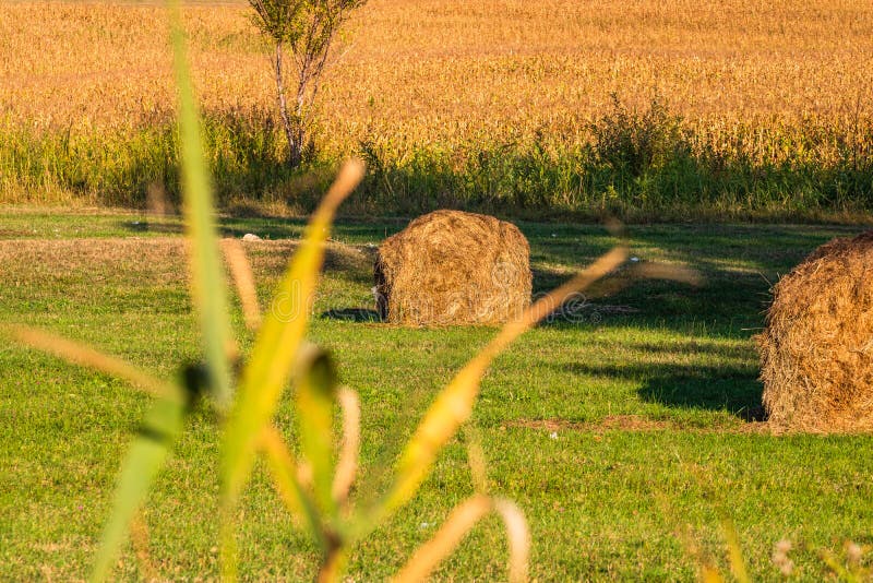 Golden Hay Bales. Agricultural Parcels of Different Crops and Hay Roll ...