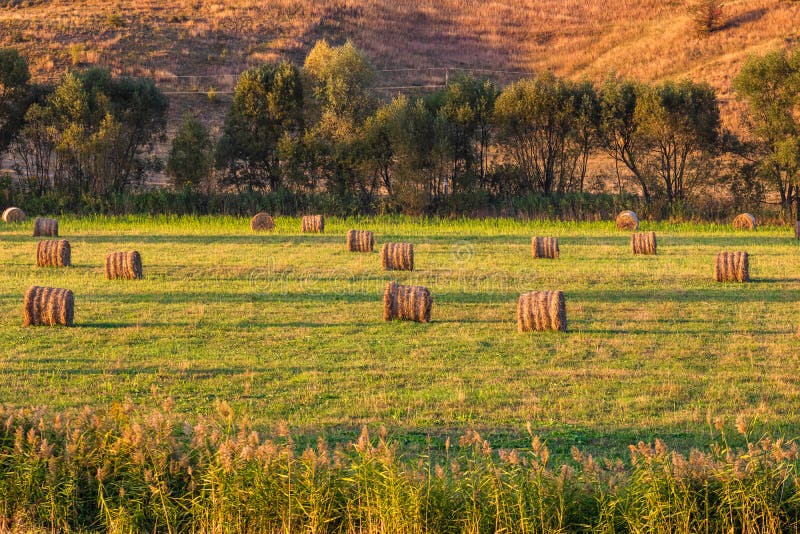 Golden Hay Bales. Agricultural Parcels of Different Crops and Hay Roll ...